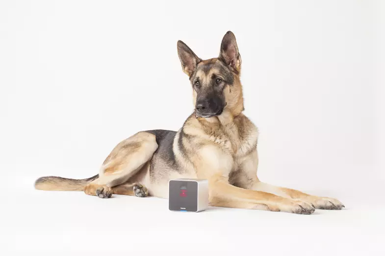 CES 2015: تجسس (واللعب مع) حيوانك الأليف من بعيد باستخدام Petcube 10745_1