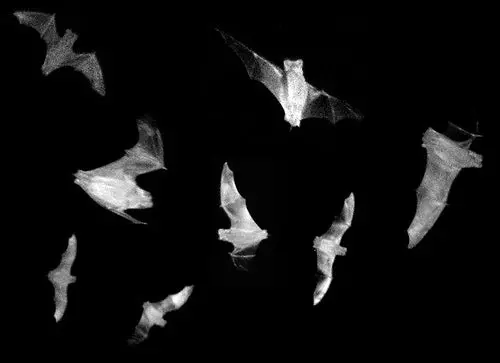 Cómo Bat Sonar podría mejorar las cámaras humanas
