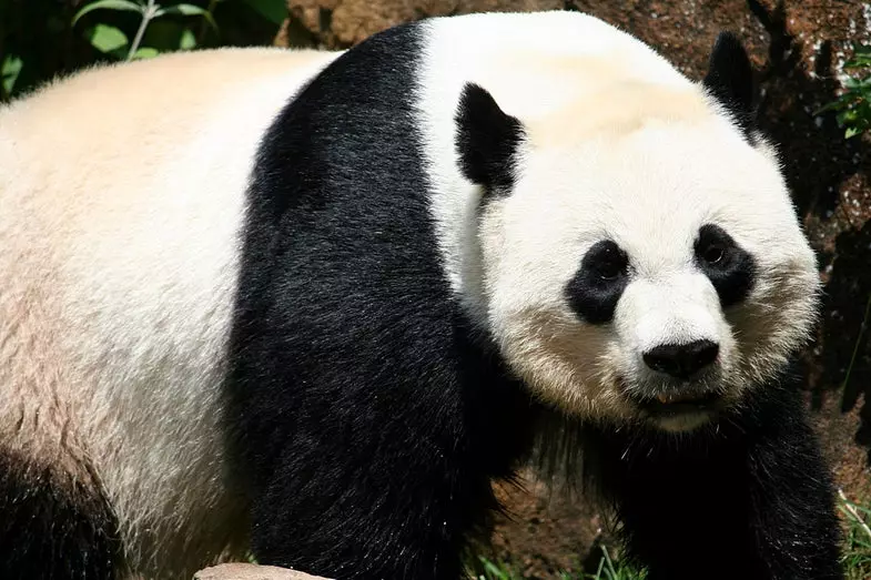 Mei Xiang