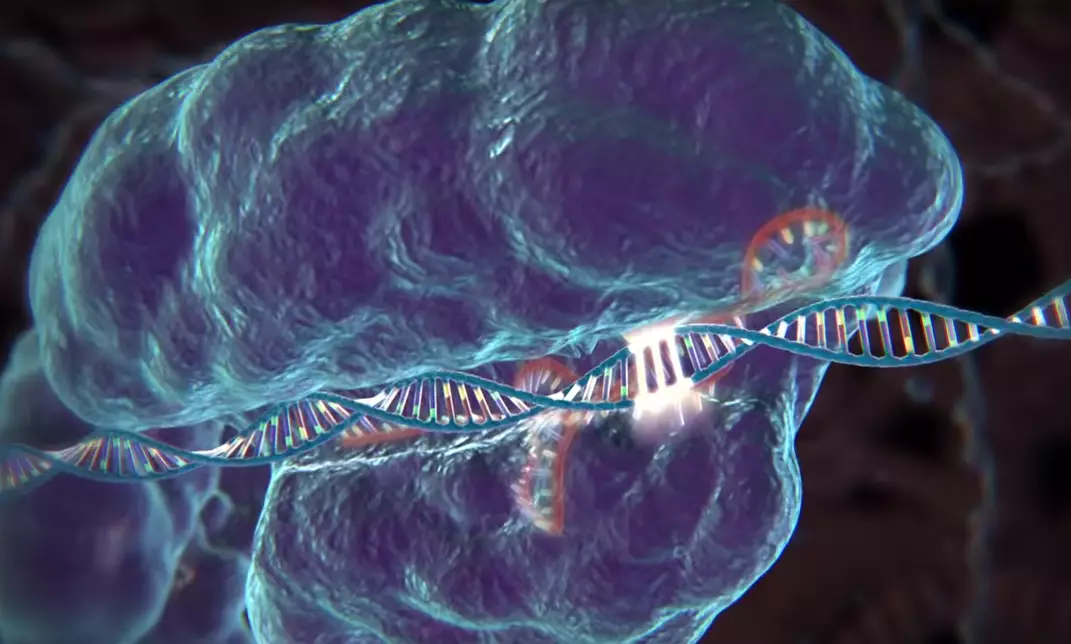 Biohacker verwenden jetzt CRISPR