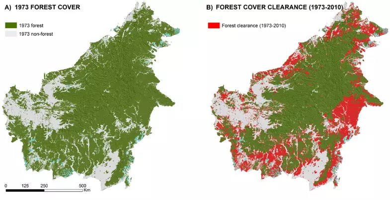 Една трета от тропическите гори на Борнео е изсечена 1813_1