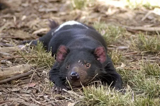 Sinusunod ng mga Mananaliksik ang Tasmanian Devil Genome sa Pagsisikap na Iligtas ang mga Species 22908_1