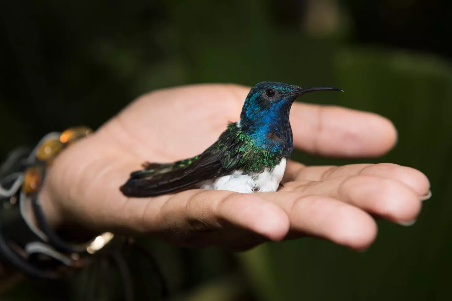 Aquestes femelles de colibrí porten plomes masculines cridaneres per evitar l'assetjament no desitjat 24894_1