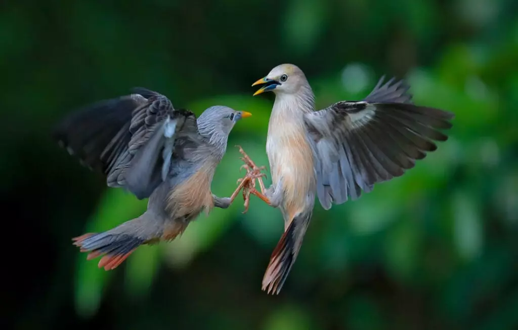 Monyet mandi, burung bertengkar dan finalis Peraduan Foto Smithsonian yang lebih menawan 25284_7