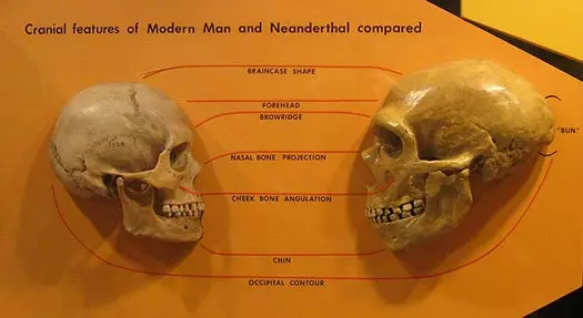 B'fhéidir gurbh é a Súile Móra ba chúis le dul i léig na Neanderthals 26137_1