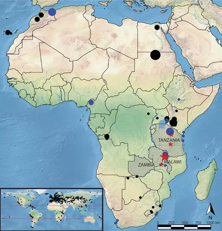 Ikarita ifite ibimenyetso byirabura nubururu byerekana ikwirakwizwa rya ADN ya kera muri Afrika no kwisi