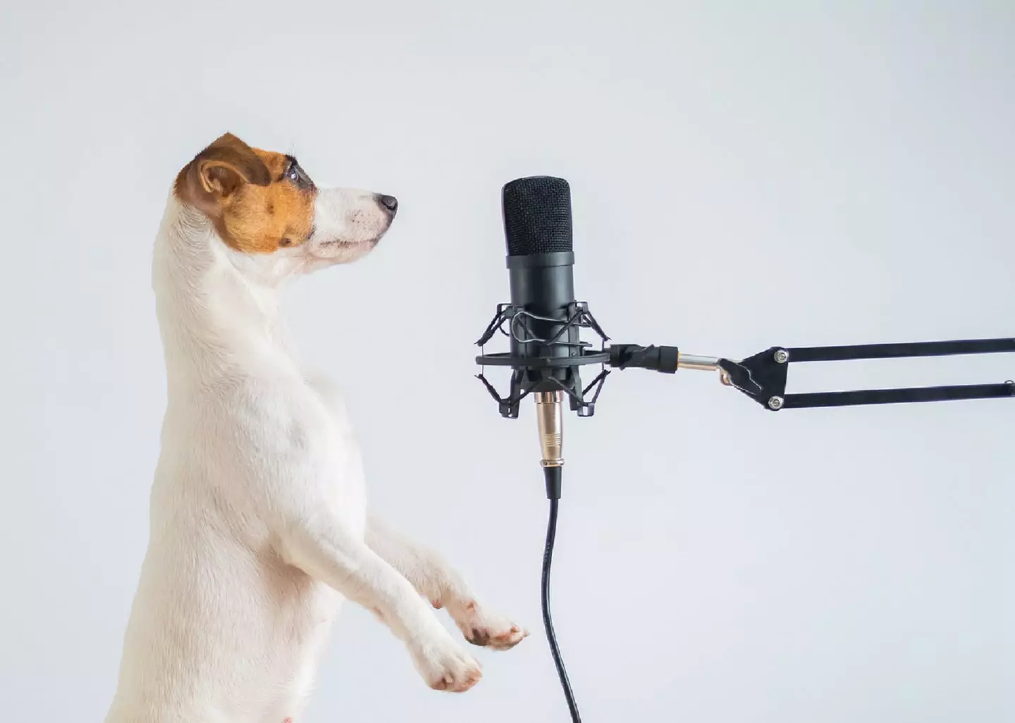 Jack Russell teriyer köpeği bir bilim gösterisini kaydetmek için bir podcast mikrofonuna bakıyor