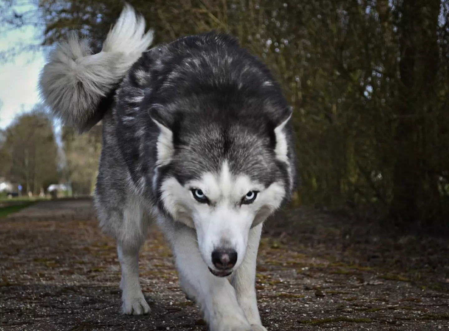 husky et mira fixament