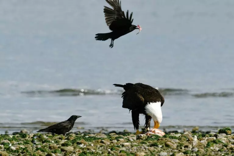 Krieën en raven bûgden tûkens en krêft foar wrâlddominânsje