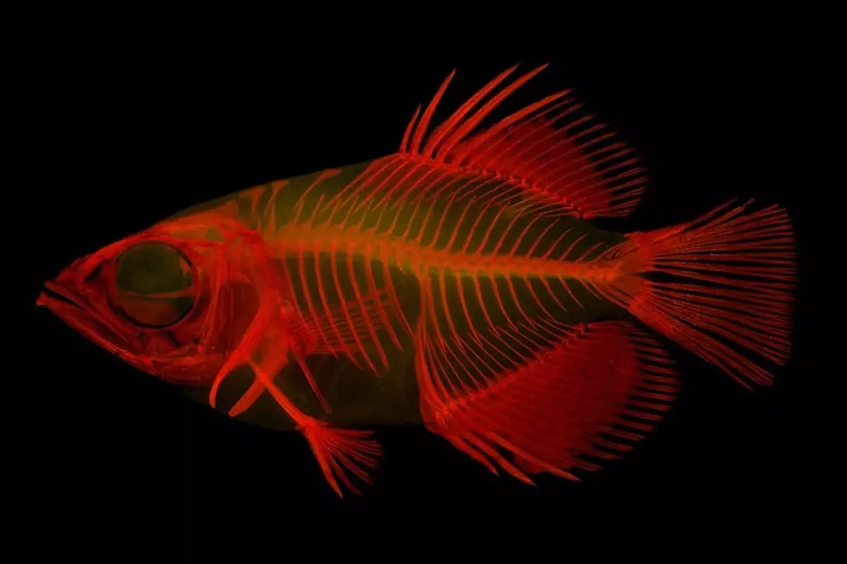 fluorescent werjefte fan in archerfish syn skelet en anatomy