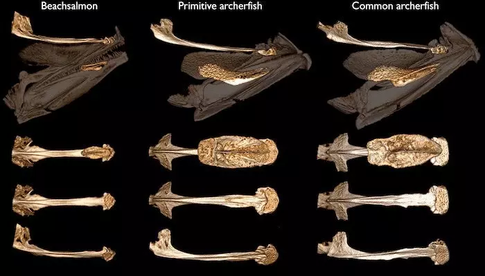 3D werjeften fan fiskboneapparatuer