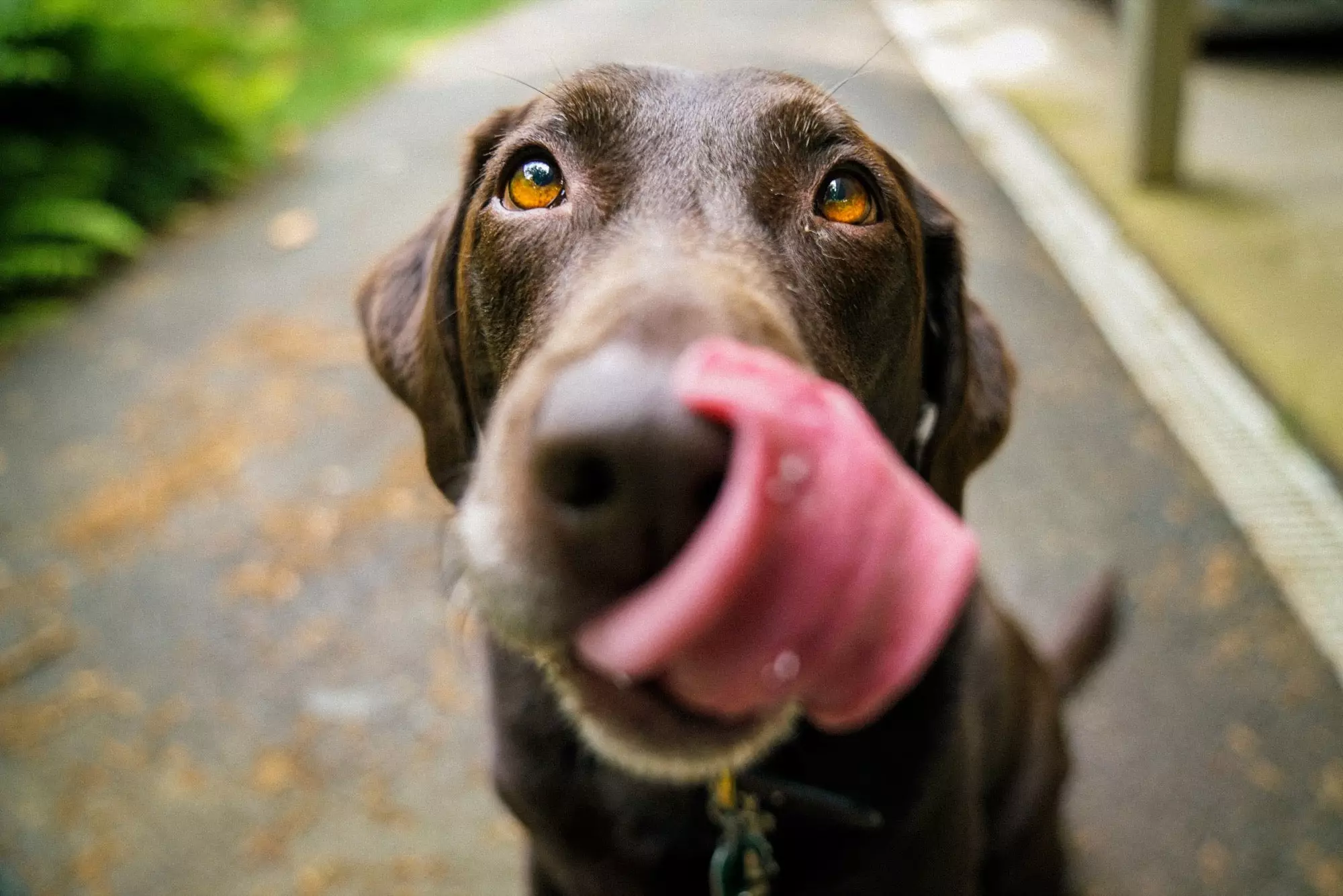 Hûnen witte krekt wat se dogge as se jo de 'puppy-eagen' jouwe