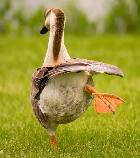 Apa Bener Manuk Ora Bisa Kentut? 31063_1