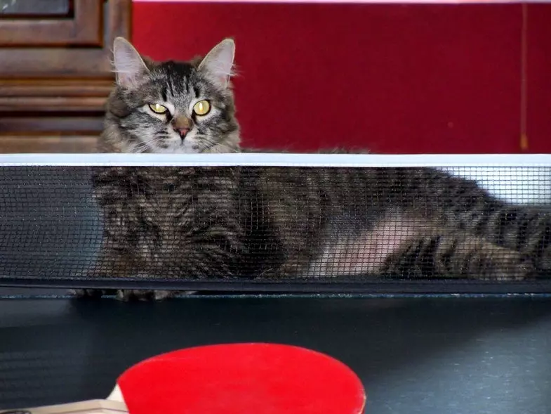 Une nouvelle étude révèle que les chats ont la surface d'une table de ping-pong 31469_1