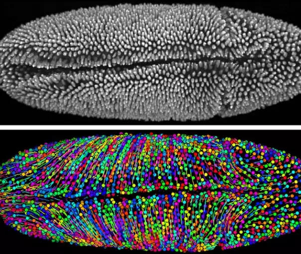 Paano Panoorin ang Isang Hayop na Nagde-develop ng Cell By Cell 3153_1