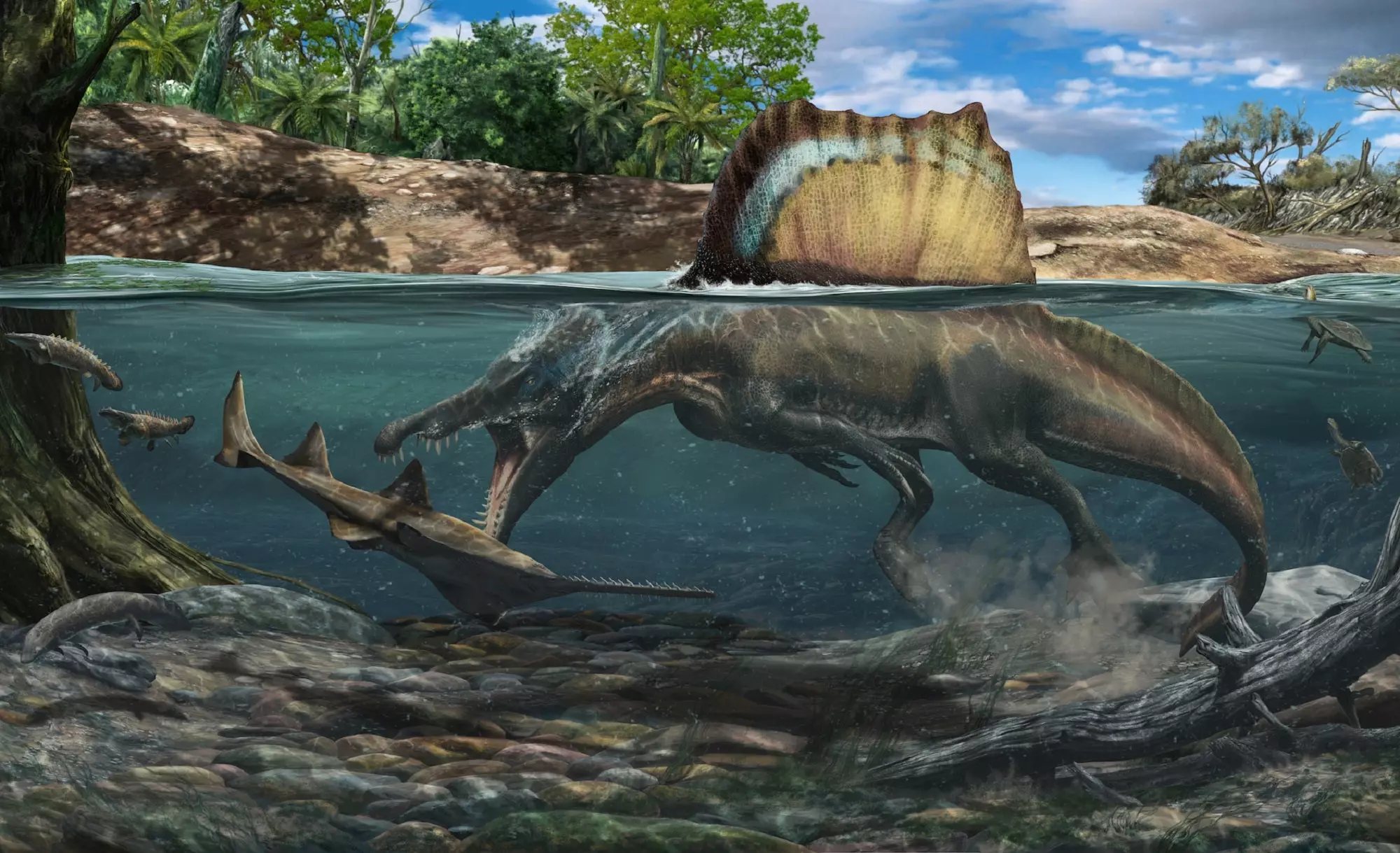 Balung Spinosaurus nuduhake manawa dinosaurus spiny seneng olahraga banyu