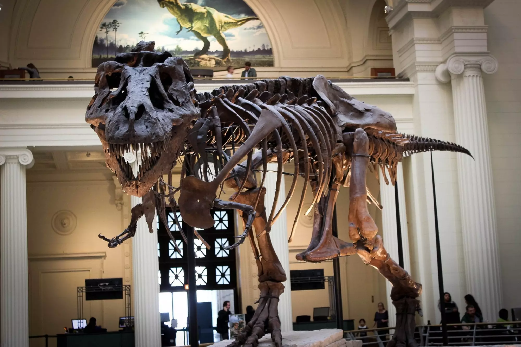 Is T. rex echt trije keninklike soarten? Paleontologen twivelje oer nije oanspraken.