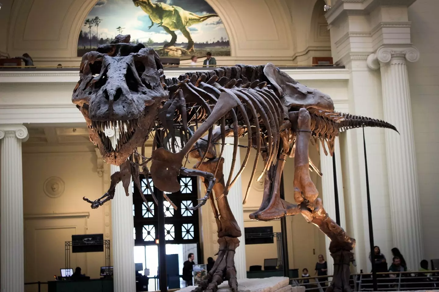 Tyrannosaurus rex fossil ku Field Museum lobby