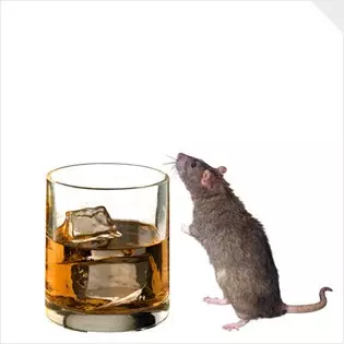 ¿Qué lleva a un ratón a beber? Sus Genes.