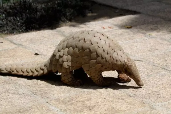 Pangolinen kom endelig på listen over verdens mest beskyttede dyr