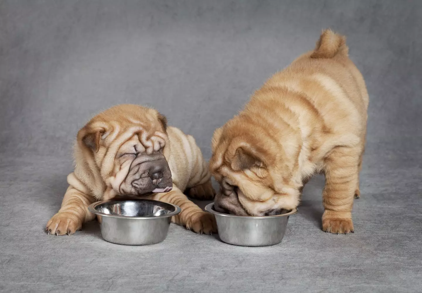 Hjemmelavet hundefoder kan faktisk fratage kæledyr essentielle næringsstoffer 32980_1