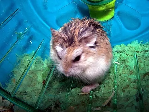 ថាមពល Hamster 34137_1