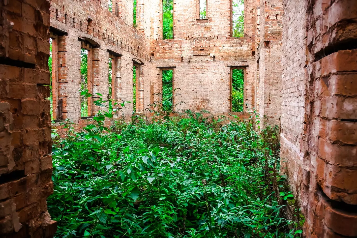 Te memy „natura leczy” wywodzą się z problematycznego podejścia do ekologii 37117_1