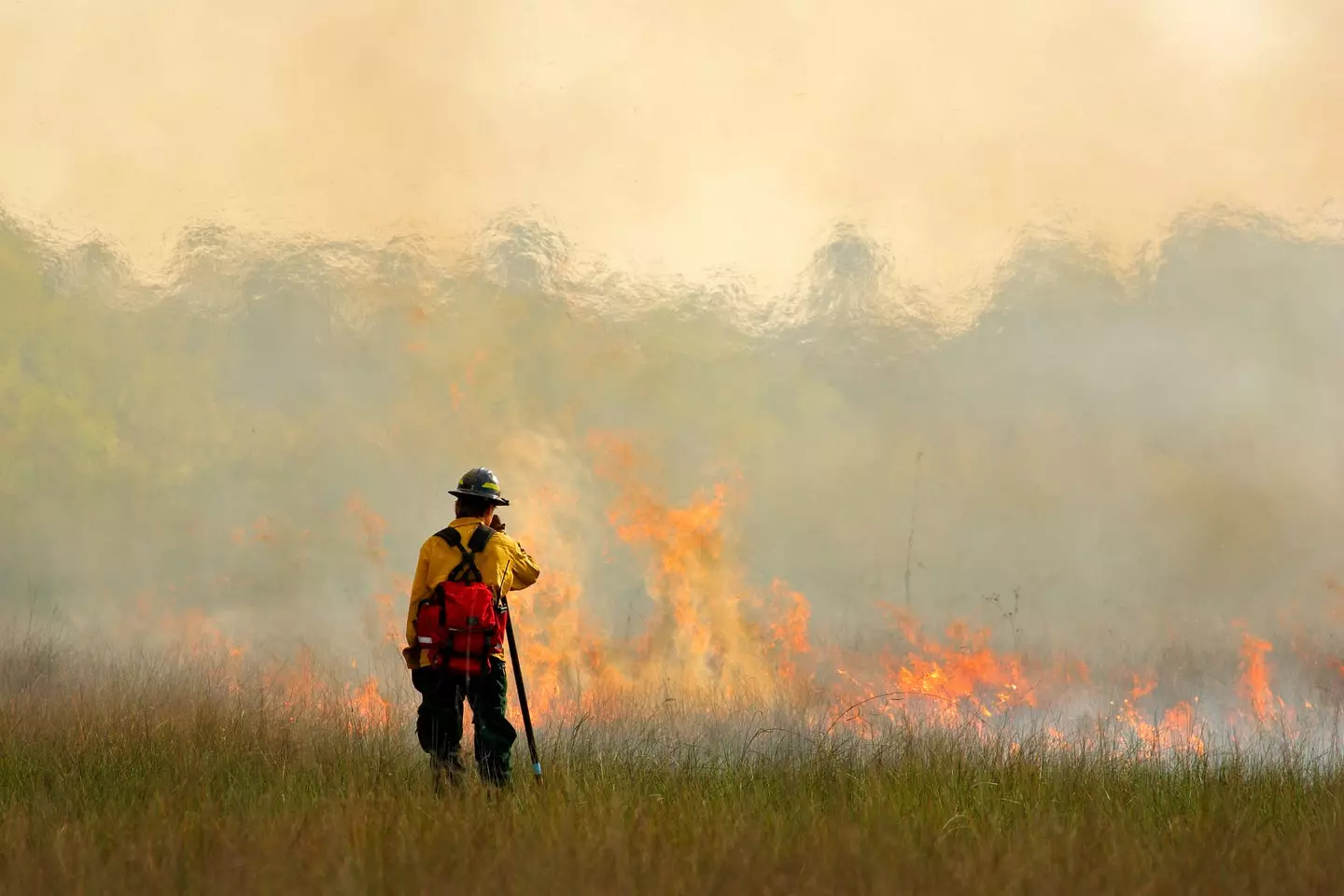 patugas pemadam kebakaran di sawah