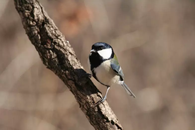 Japanese nla tit