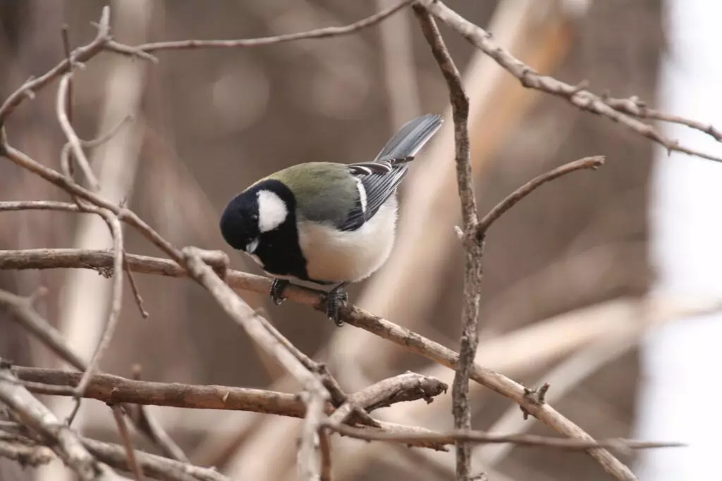 Diese Singvögel können wie Menschen miteinander sprechen 38589_2