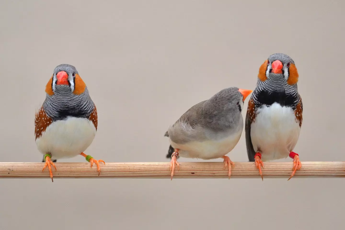 zebra finch betina memeriksa jantan