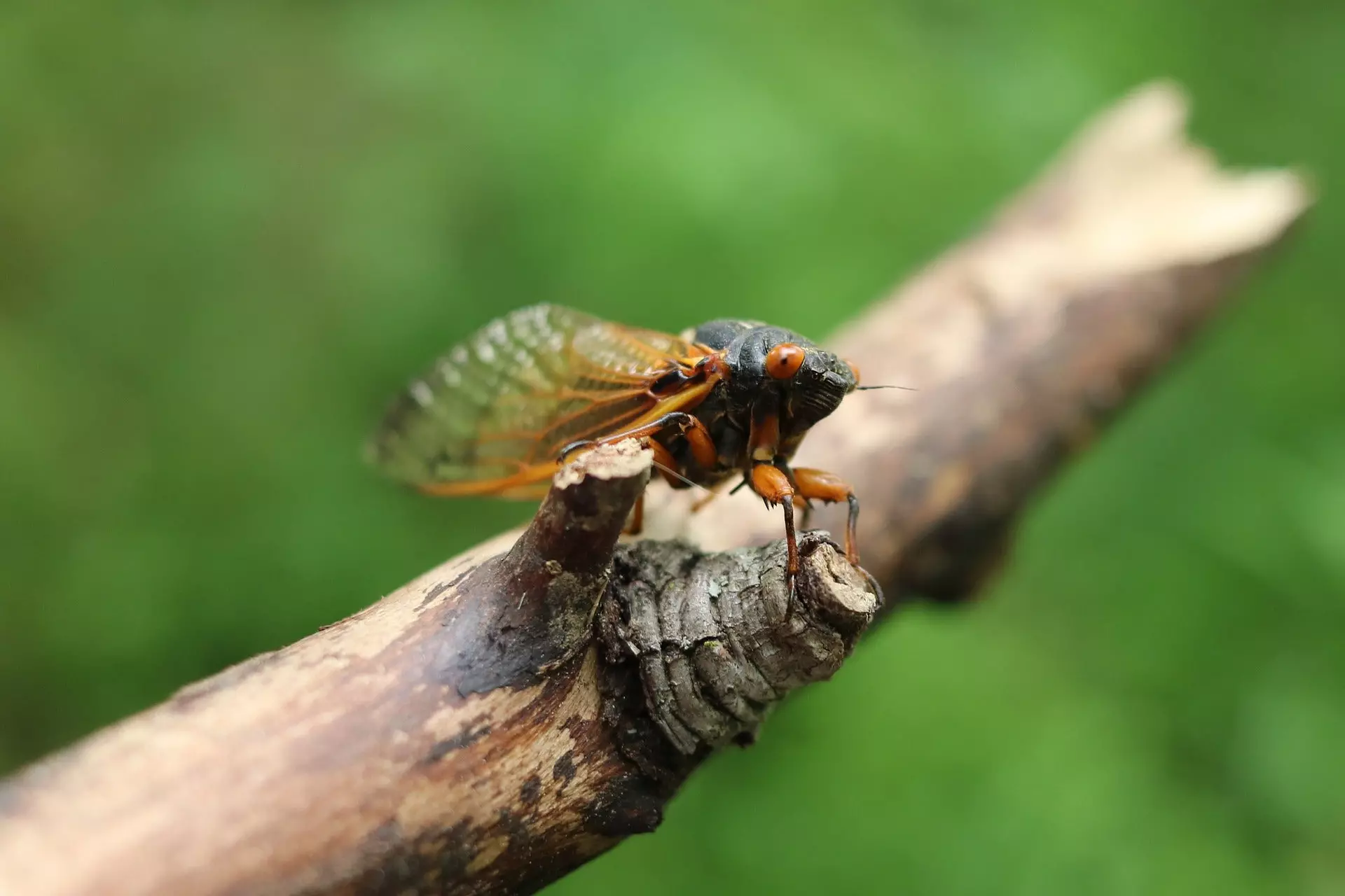 Baby Brood X cicadas yeraltına doğru gedir. Qarşıda nə gözlədiyi hələ də sirr olaraq qalır.