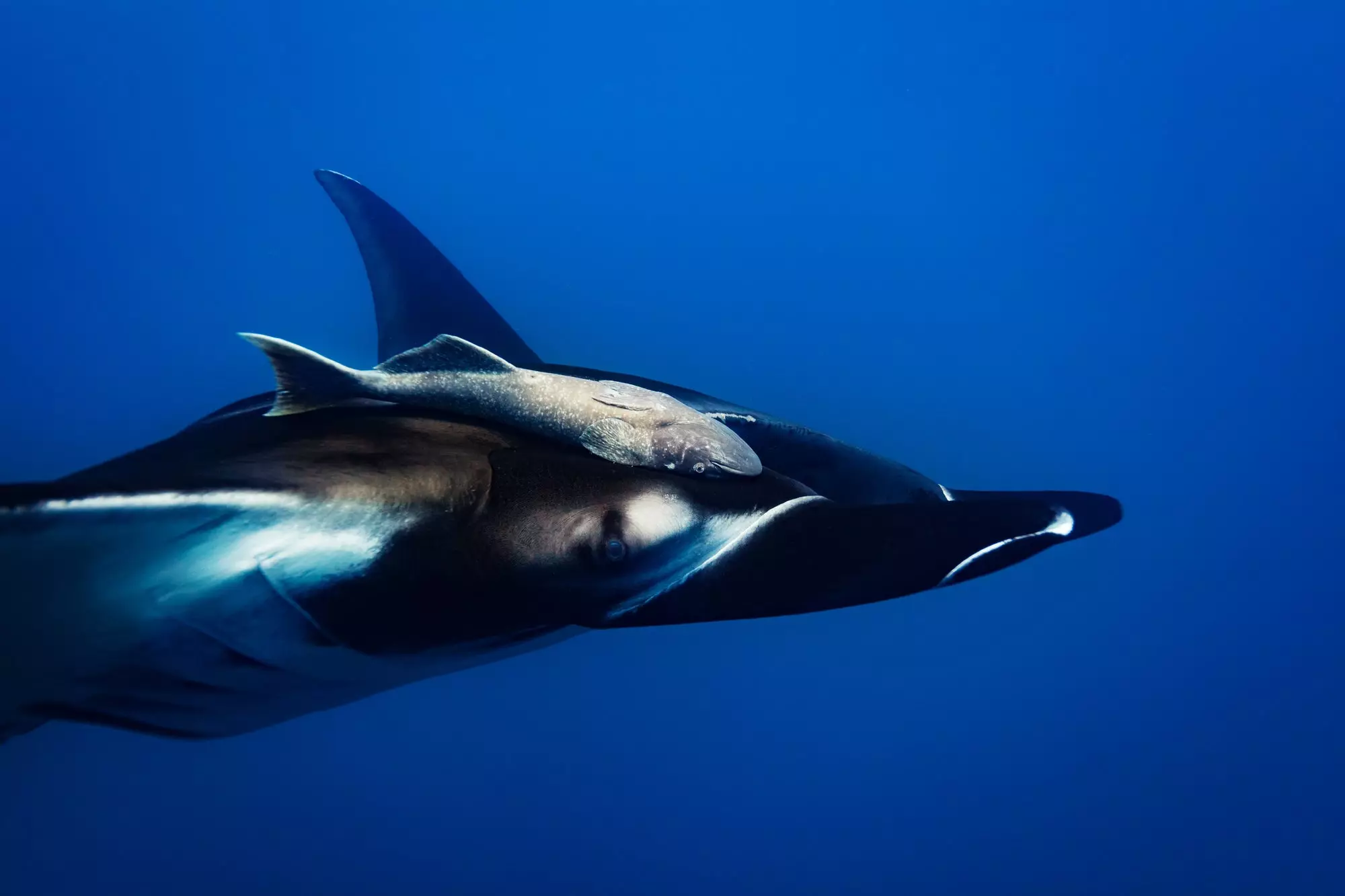 Dan id-drone anfibju jagħmel hitchhikes bħal suckerfish