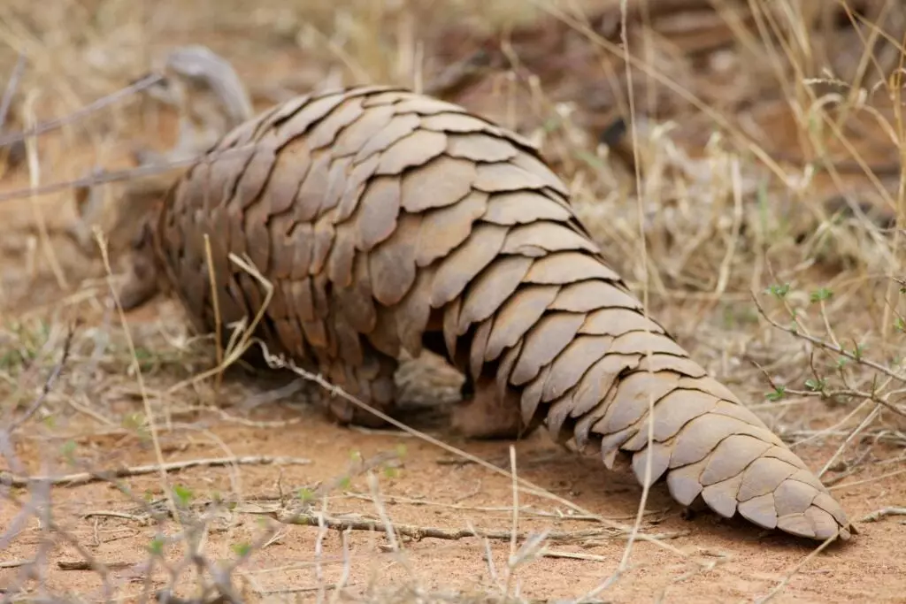 WTF ass e Pangolin? Gitt verléift mat dësem sentienten Artichoke ier et ausstierft 43313_2