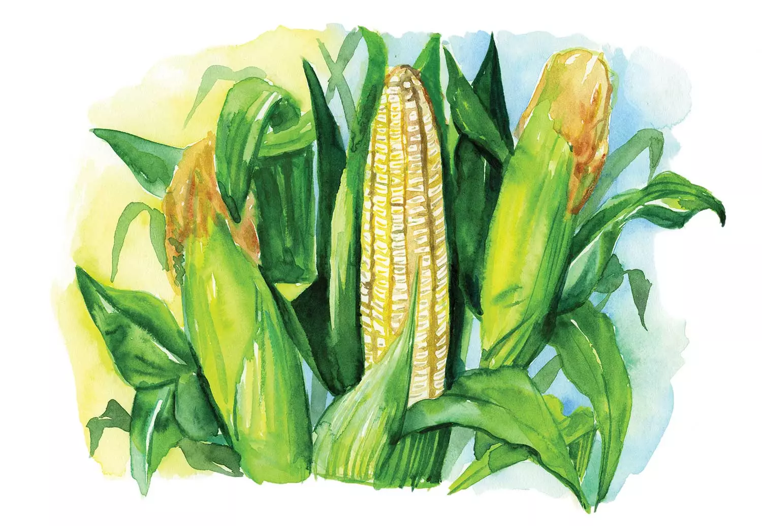 Ilustrasi jagung putih Cocke's Prolific