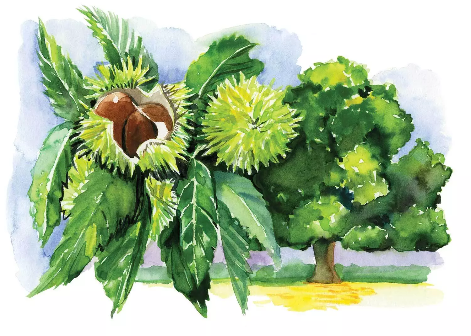 Ihe atụ nke American chestnut