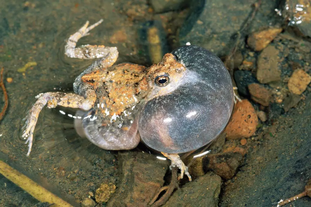 Katak Robot Palsu Ini Adalah Kunci Untuk Penyelidikan Lapangan 45858_2