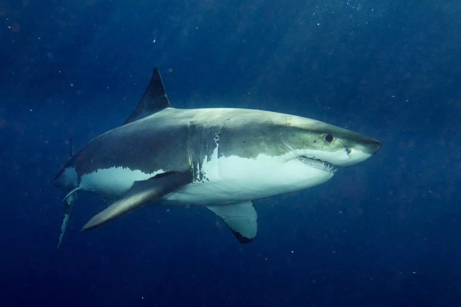 Ma'eu le tele o malie papa'e masalo na fa'anatinatiina le fa'amate o le megalodon