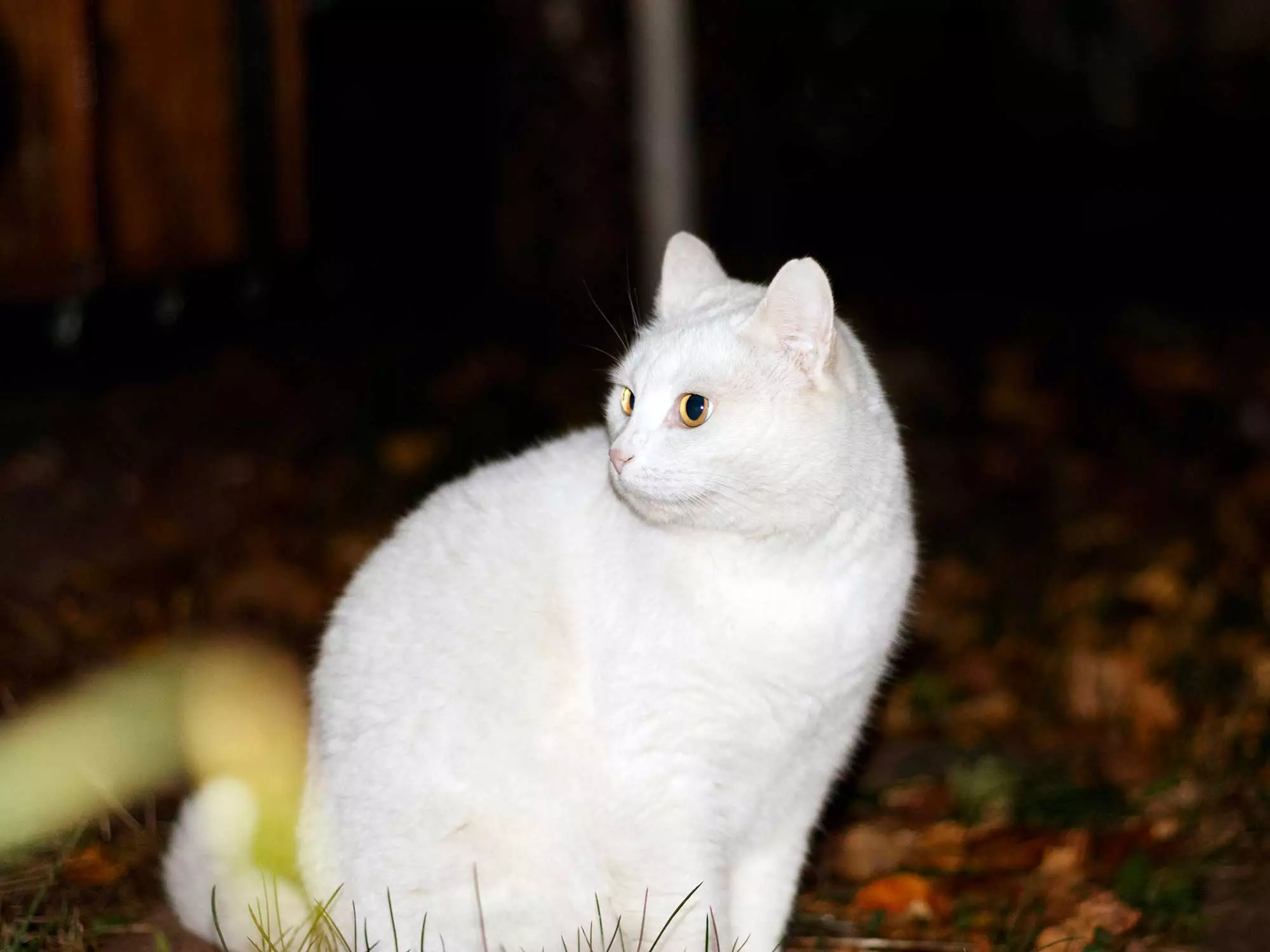 Ua 10 PM. E te iloa le mea o iai lau pusi?