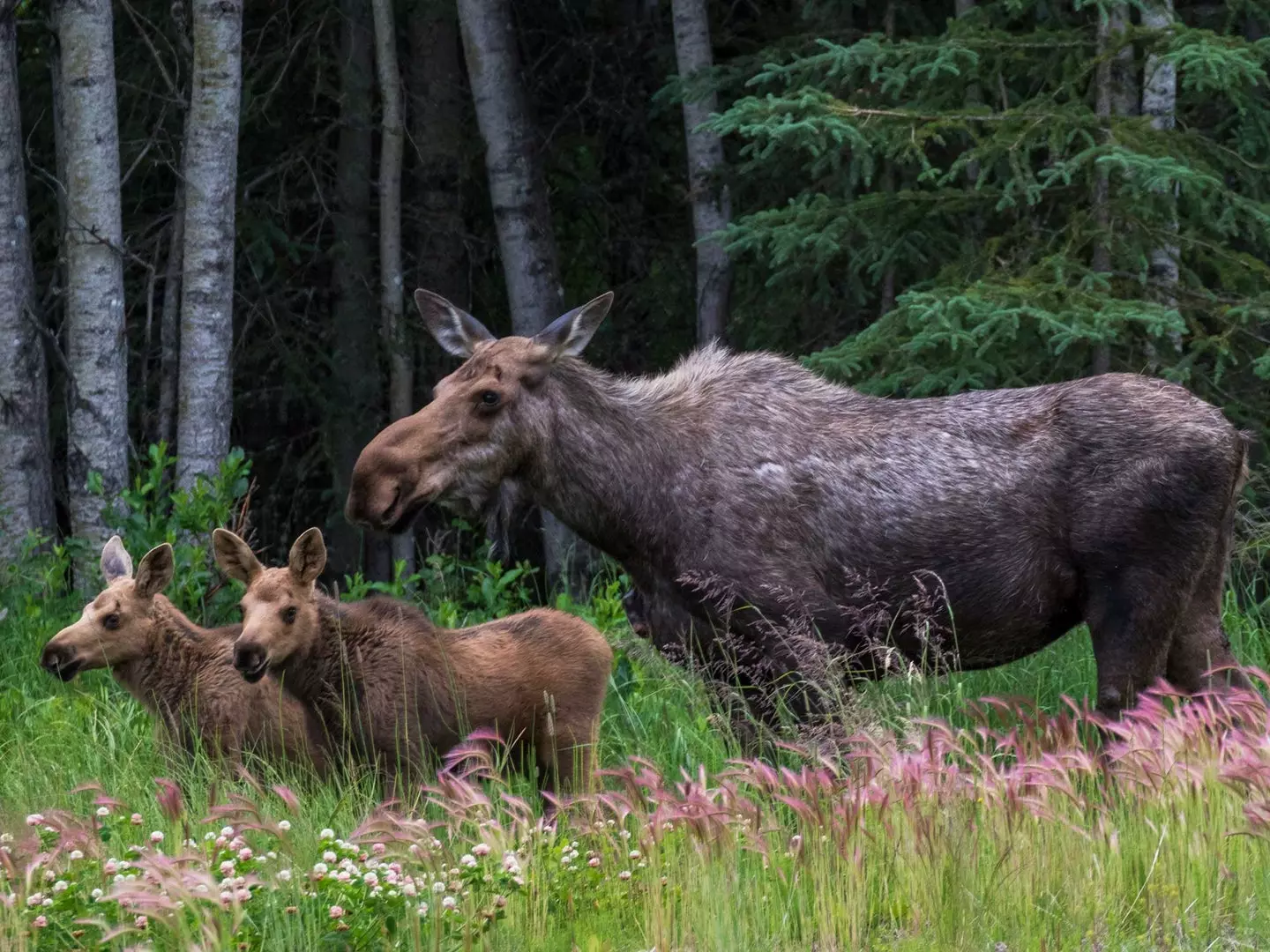 Os alces en Main están en perigo.