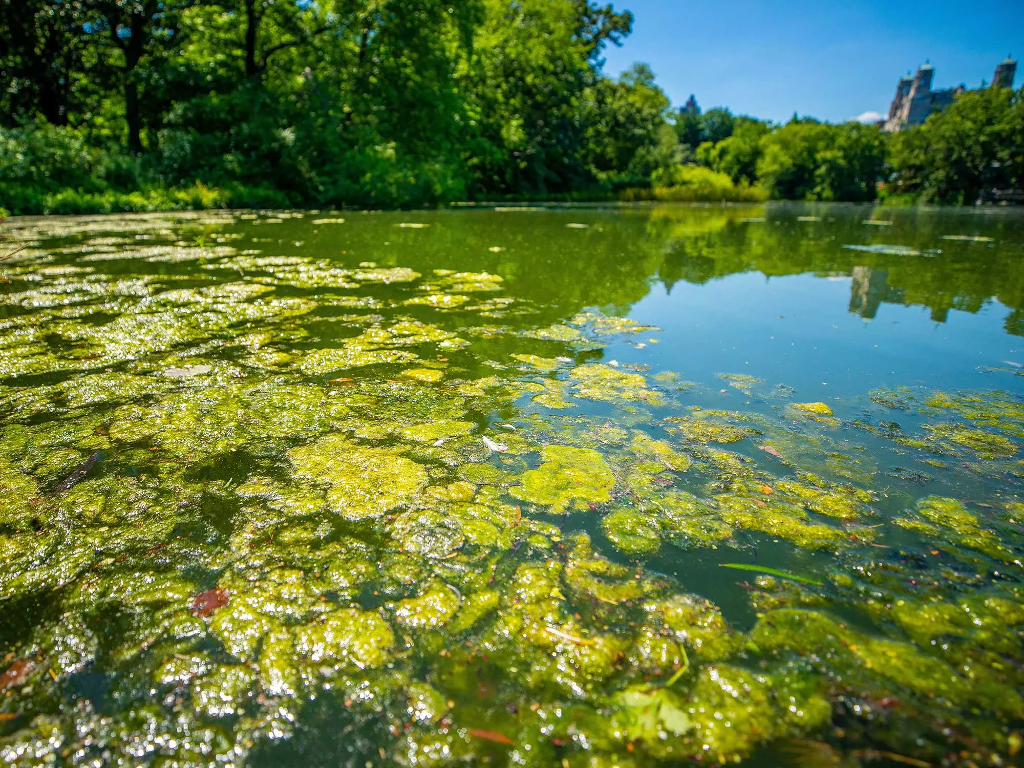 Un experimento de adaptación climática está a ter lugar nun dos parques máis grandes de Nova York