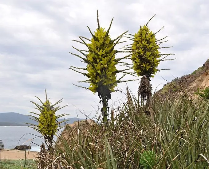 Engeland, ontmoet je nieuwe gigantische schapenetende plant 5075_1