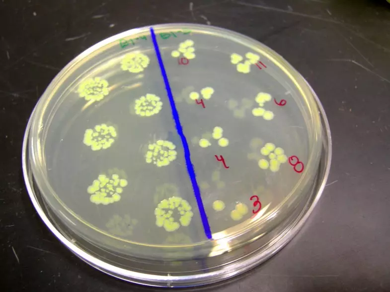 Ang Mutant Bacteria Lagmit Makahulga sa Umaabot nga mga Magbiyahe sa Kalawakan 51399_1