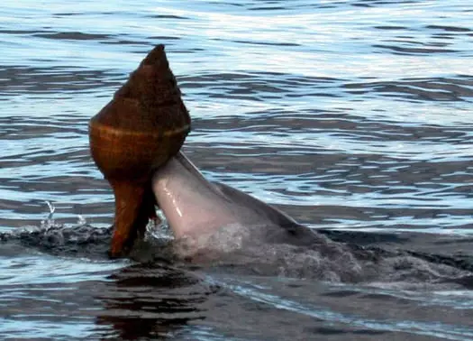 Um novo método de pesca inteligente, 'Conching', é a última tendência que se espalha entre os golfinhos nariz-de-garrafa mais modernos da Austrália 5316_1