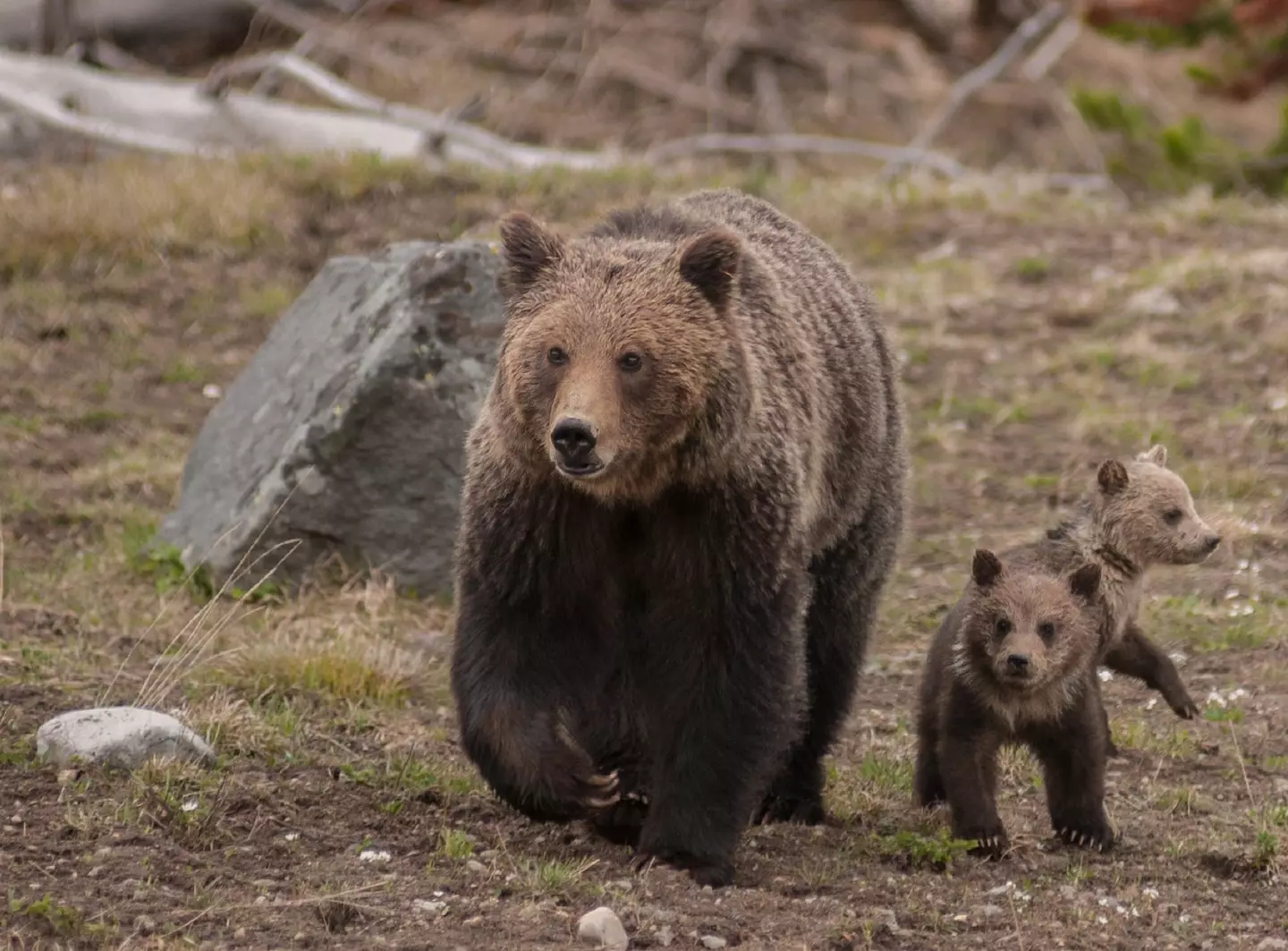 Grizzlybeerfamilie in Yellowstone Nasionale Park