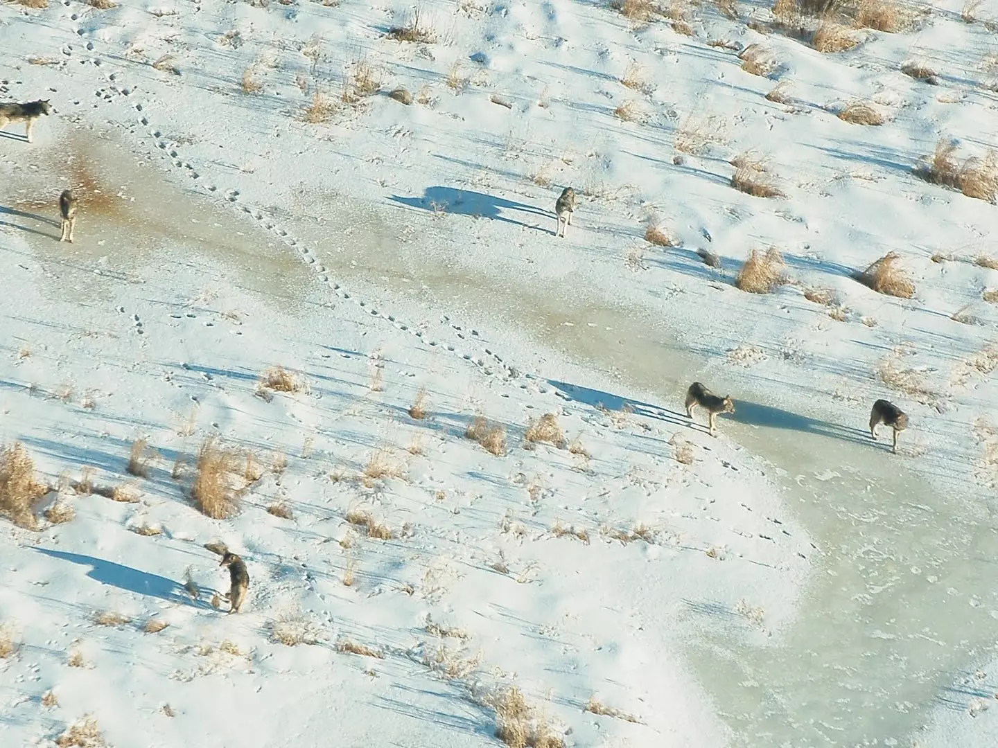 Os lobos cinzentos de Wisconsin estão com sérios problemas 58259_1