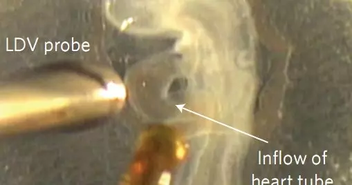 Por primera vez en tecnología de marcapasos, el corazón de un embrión de codorniz late al ritmo de un láser
