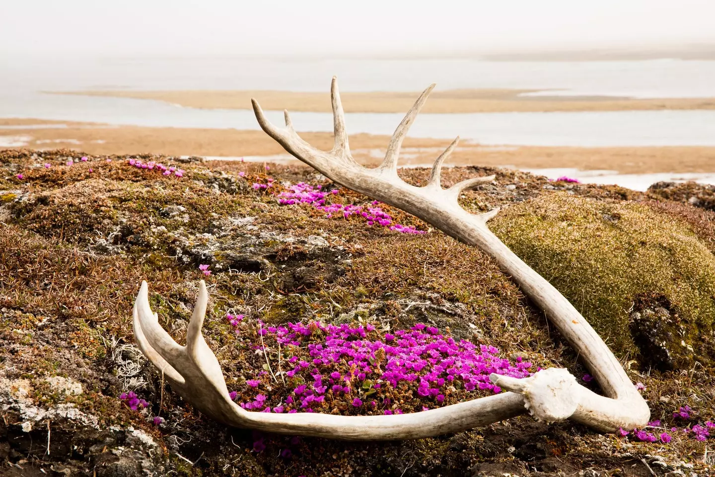 Furen furanni masu shuɗi a ƙarƙashin antlers caribou akan filin bakin tekun Arctic mai hazo