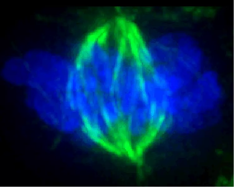 Si loo Ilaaliyo Hidde-yaasha la Bahaystay, DARPA waxay doonaysaa Nidaam Ammaan oo diiwaangeliya isbeddellada Genomic 63228_1