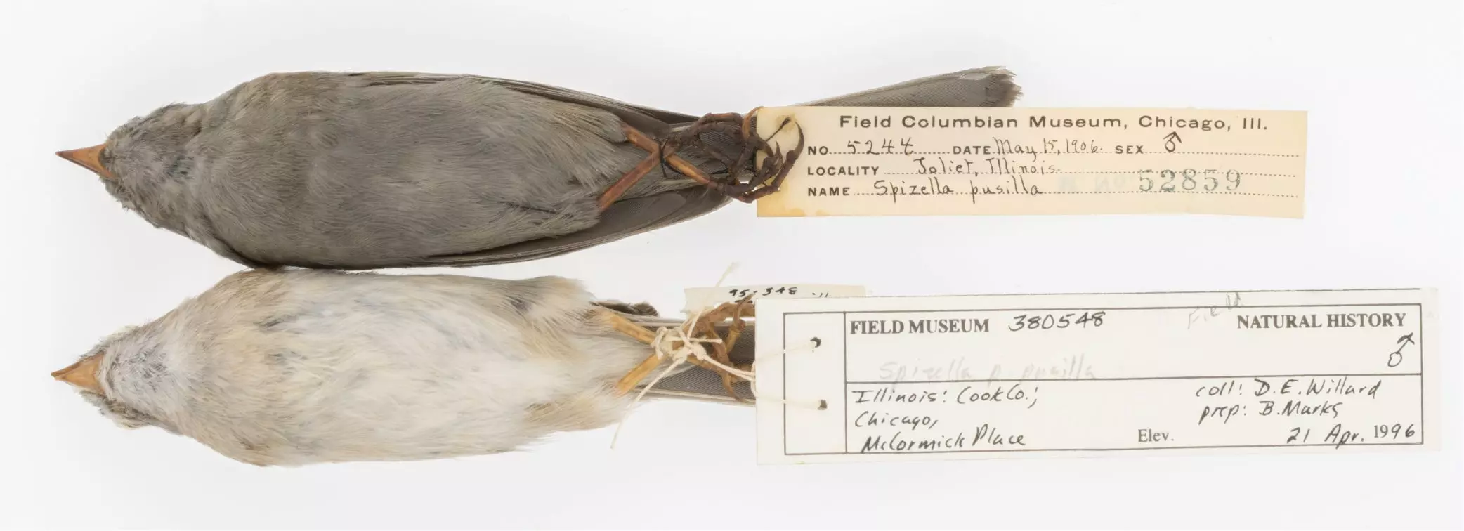 Disse beskidte fugle viser, hvorfor vi har brug for naturhistoriske museer